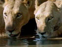 Films Media Group - Inside the Animal Mind