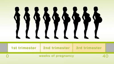 Films Media Group - Understanding Pregnancy (2020 Version): Fetal ...