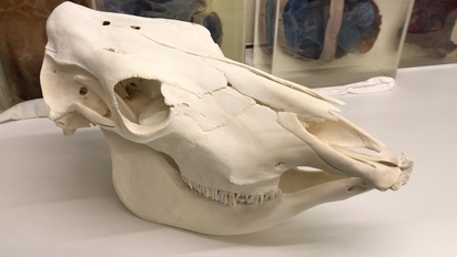Cow Skull Anatomy