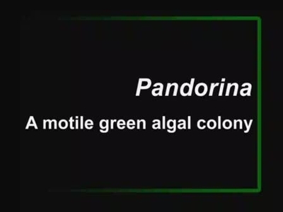 Pandorina