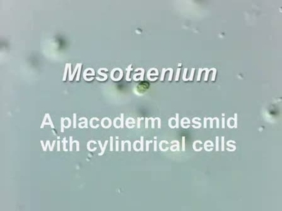 Mesotaenium