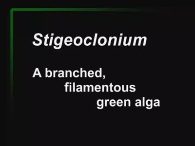 Stigeoclonium