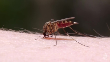 Mosquito Bites Allergy Treatment