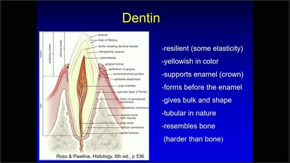 Tooth Histology Labeled