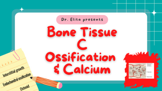 7 Bone Tissue C Ossification and calcium homeostasis