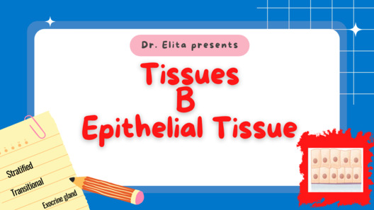 5 Tissues B Epithelial tissue