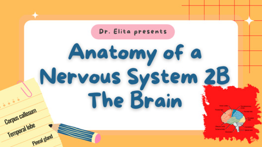 16 Anatomy of the Nervous System 2B The Brain