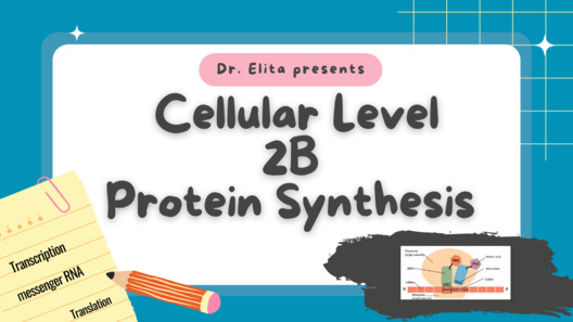 4 Cellular level of organization 2B Protein synthesis