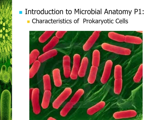 Lec 2 Introduction to Microbial Anatomy P1 pre-recorded