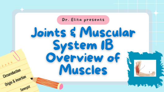 11 Joints and the Muscular System 1B Overview of Muscles and Joint ...
