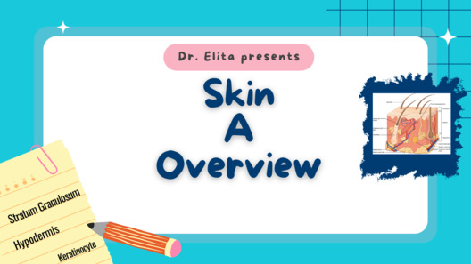6 Skin A Overview