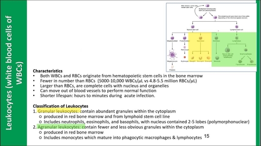 1 Blood D White Blood Cells and Platelets