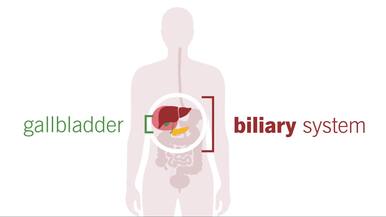 gallbladder digestive system
