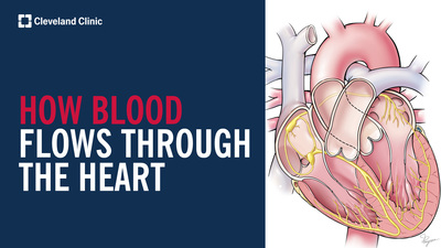 How Blood Flows Through the Heart