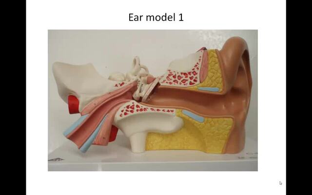 121_Wk_9_Ear_model_1_and_Cochlea