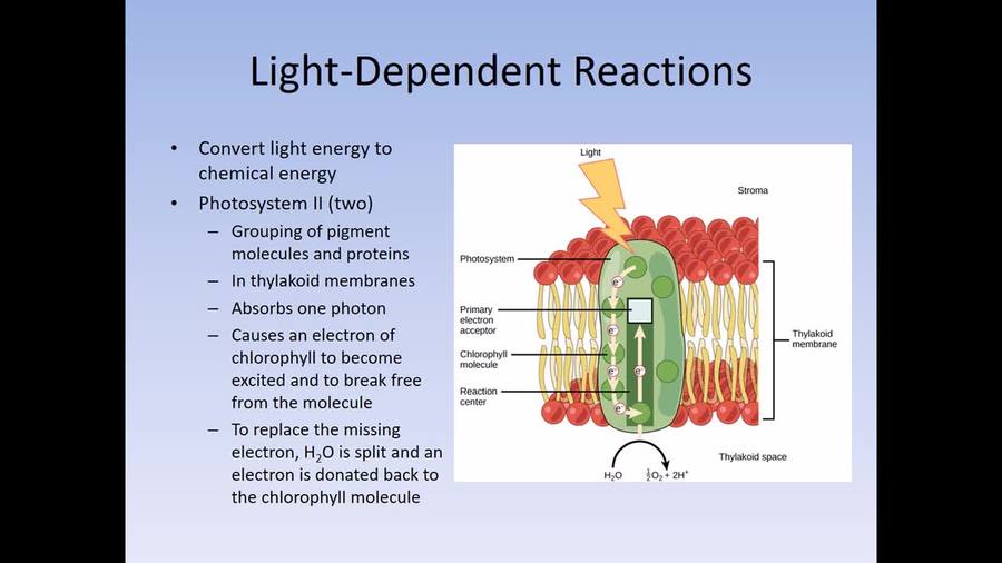 BIOL 105 5.2 Light-Dependent Reactions