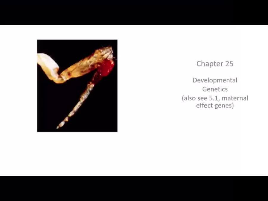 Lecture 32 - Development- Part 1