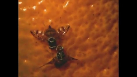 Croatia: Tacking Fruit Flies With Nuclear Technology | UN Web TV