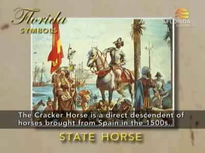 Florida Symbols - Florida Cracker Horse - The Florida Channel