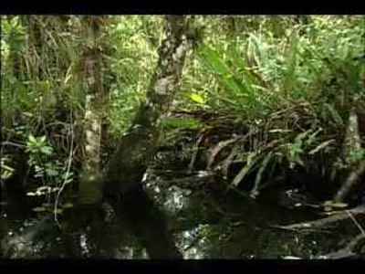 Florida Portrait - Fakahatchee Strand Preserve State Park - The Florida ...