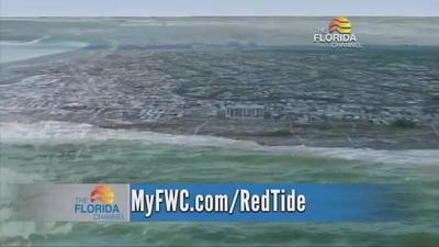8/29/22 This Week on The Florida Channel: FWC Releases Red Tide Video ...