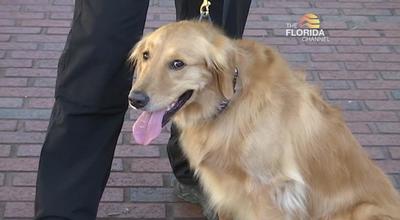 Capitol Update Extended - FDLE Celebrates K-9 Teams - The Florida Channel