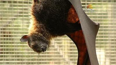 Off the Beaten Path - Lubee Bat Conservancy - The Florida Channel
