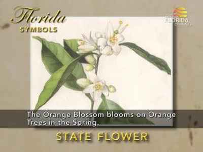Florida Symbols - Orange Blossom - The Florida Channel