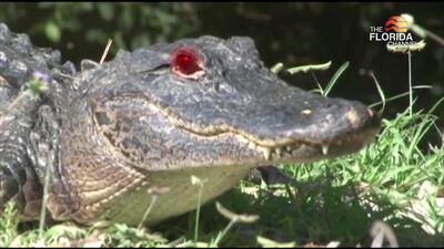 11/21/2025 Florida Crossroads – Florida Folklore and Legends - The ...