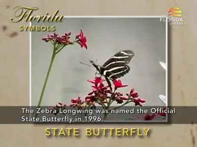 Florida Symbols - Zebra Longwing - The Florida Channel