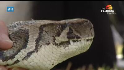 5/30/24 Capitol Update Extended - Registration Open for 2024 Python Challenge - The Florida Channel