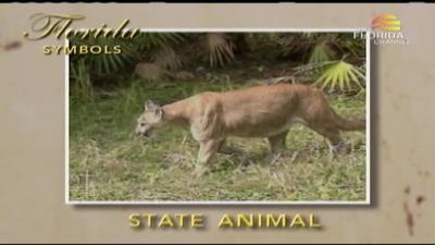 Florida Symbols - Panther - The Florida Channel