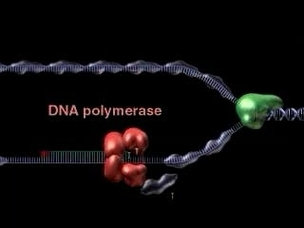 elongation animation
