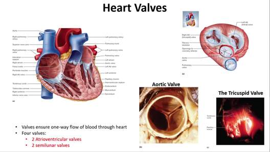 Heart Valves