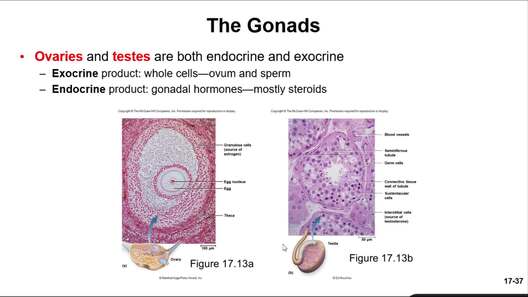 Gonads