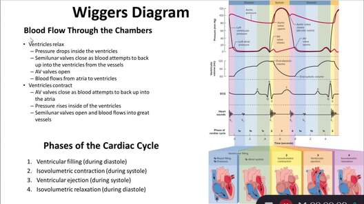 Wigger's Diagram