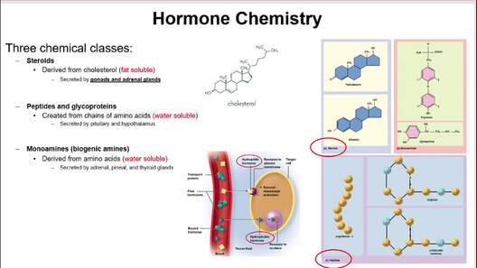 Hormone Chemistry & Interaction