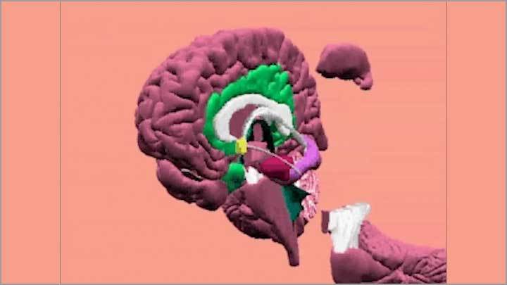 Limbic System 3d Model