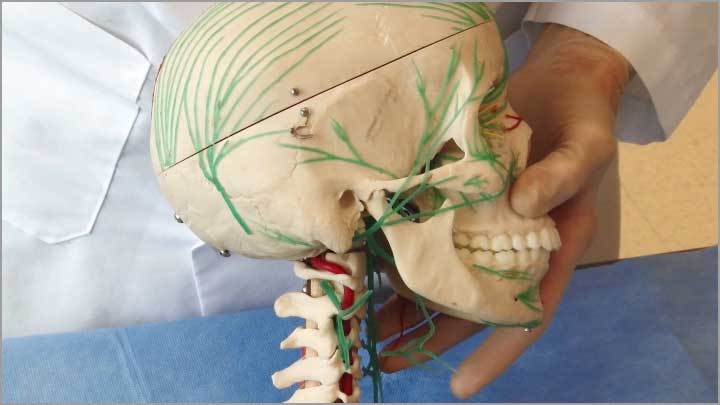 human skull dissection