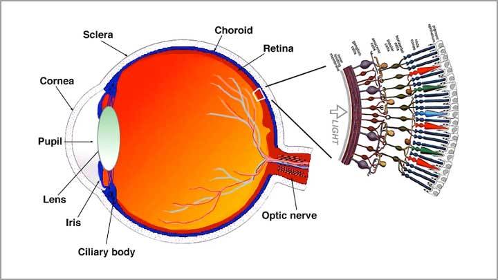 Brain Dissection 16 - The Visual Pathway