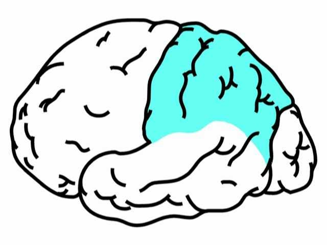 Neurologic Exam-Adult | Mental Status Exam | Anatomy | Parietal Lobes