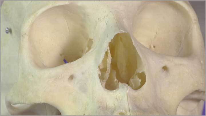 human skull dissection