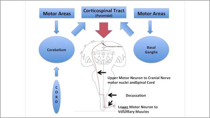 Brain Dissection 23 - Motor-Systems