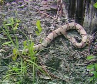 Terrapin | The Salt Marsh | Knowitall.org
